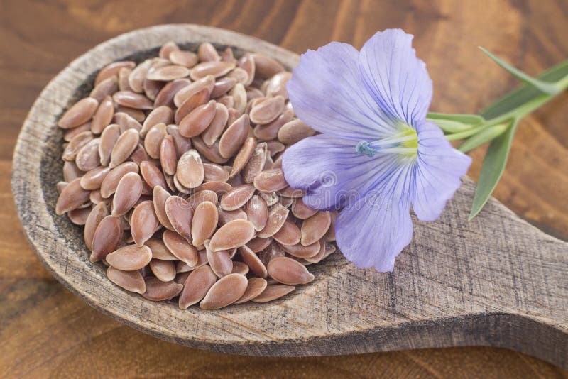 Fiori E Semi Di Usitatissimum Di Linum Fotografia Stock - Immagine di ...