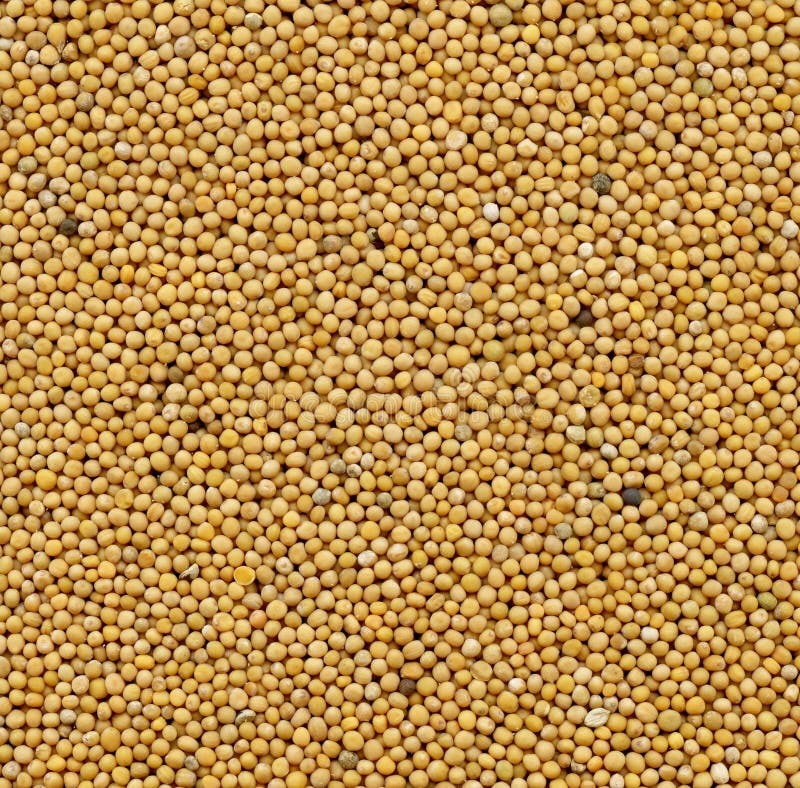 Fioritura Della Pianta Della Senape Fotografia Stock - Immagine di seme ...