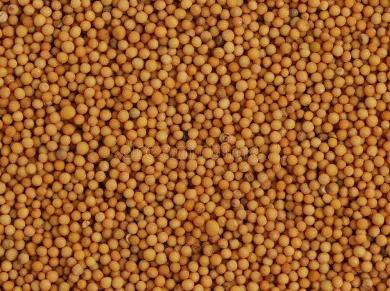 Fede come seme di senape fotografia stock. Immagine di potenza - 35134262
