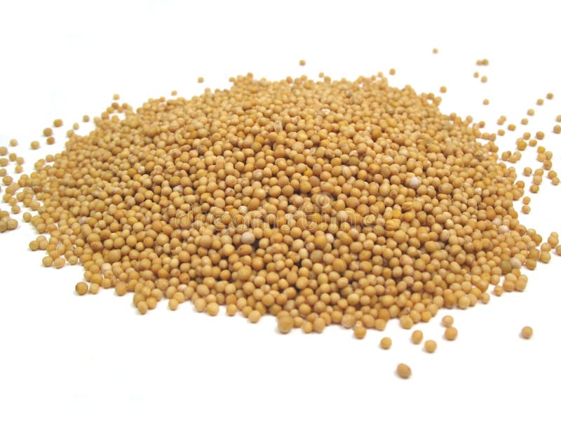 Sementi Di Senape Sul Campo Fotografia Stock - Immagine di verde, amore ...