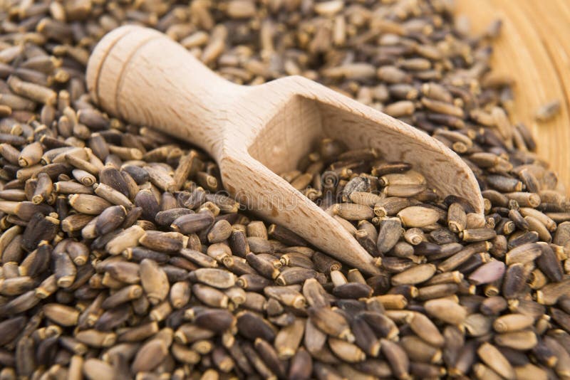 Semi Di Un Cardo Selvatico Di Latte Immagine Stock - Immagine di erbe ...