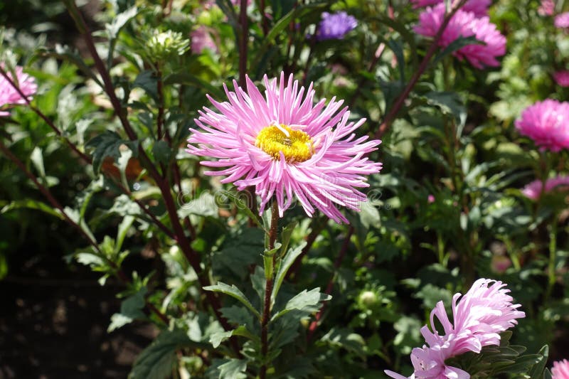 Semi Double Pink Flower of China Aster Stock Image - Image of flora, pink: 330366929