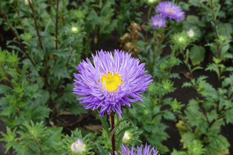 Semi-double Purple Flower of China Aster in August Stock Image - Image ...