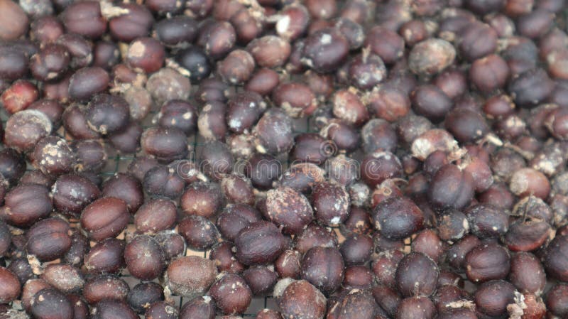 Semi Dry Coffee Bean Process Stock Photo - Image of process, bean ...