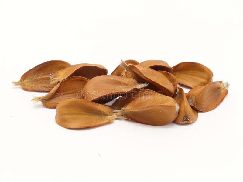 Semi di faggio europeo fotografia stock. Immagine di noci - 35645902