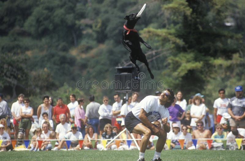 Semi-Finals of Canine Frisbee Contest Editorial Image - Image of ...
