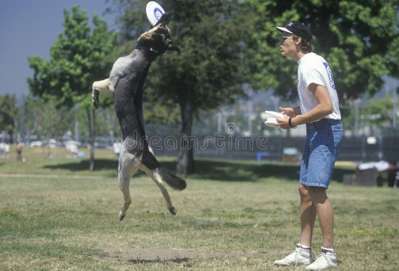 Semi-Finals of Canine Frisbee Contest Editorial Photo - Image of ...