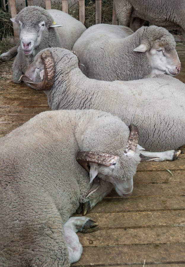 Semi-fine-crowned Sheeps in Paddock on Farm Stock Photo - Image of ...
