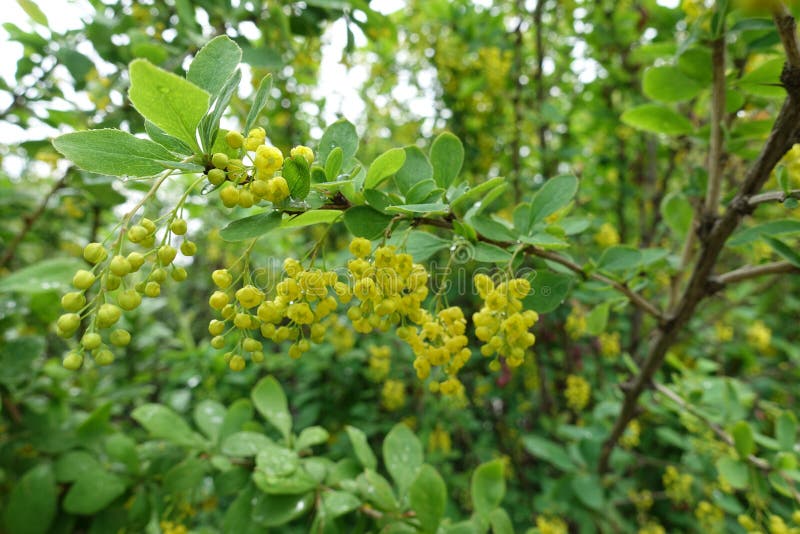 Semi Open Yellow Flowers of Berberis Vulgaris Stock Photo - Image of ...