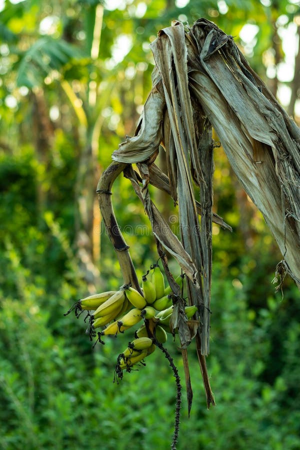 480 Dead Banana Plant Stock Photos - Free & Royalty-Free Stock Photos ...