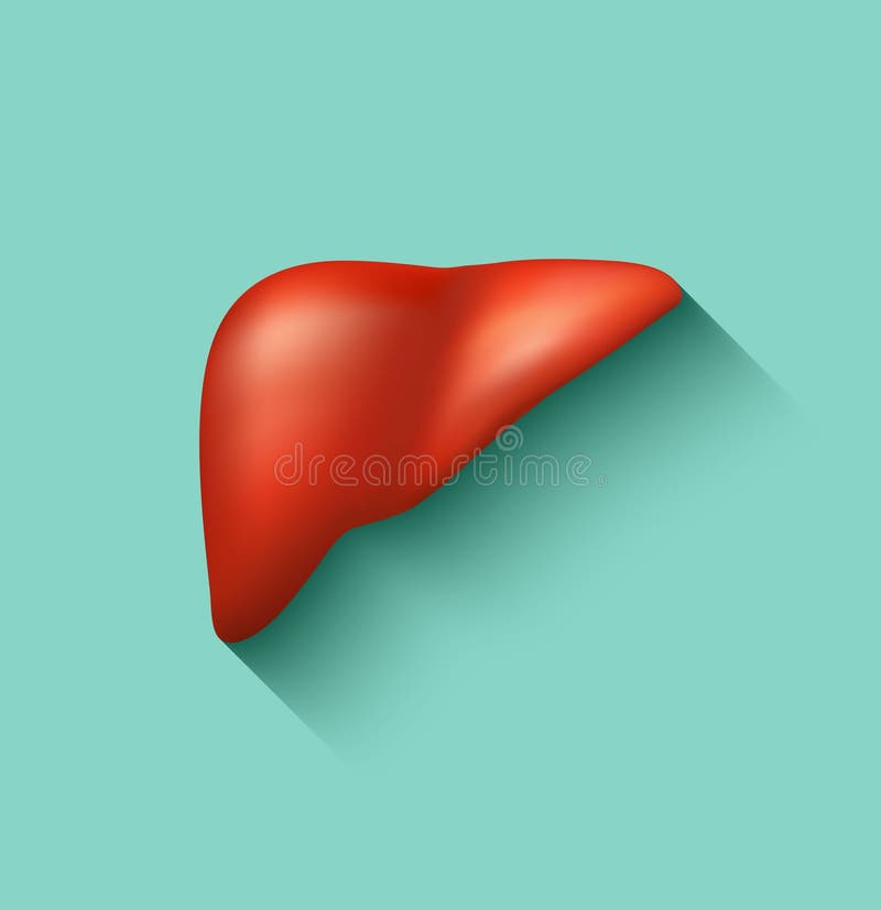 Semi-realistic Vector Human Liver Stock Vector - Illustration of design ...