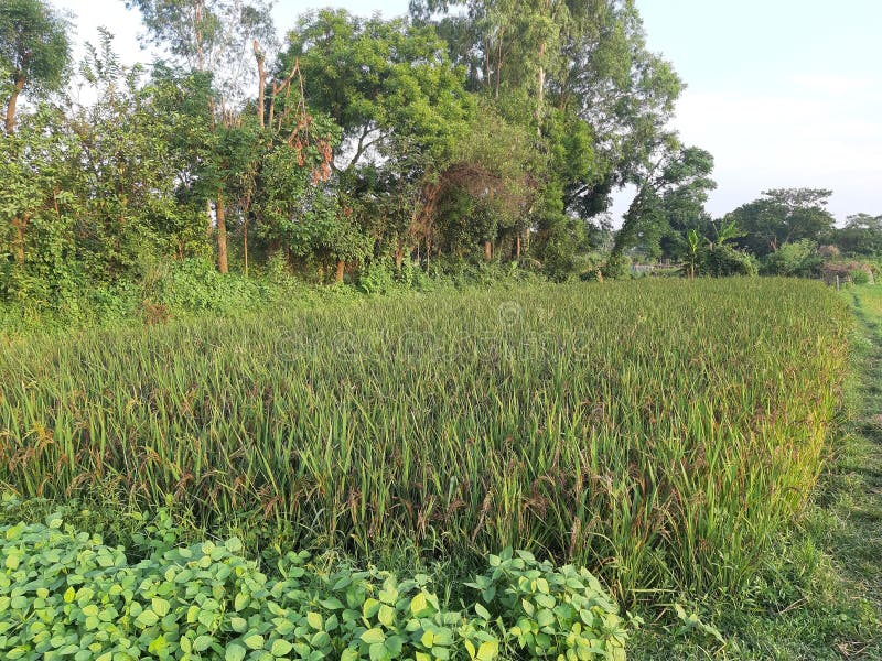Semi Ripe Biroi Rice Paddy Plants in the Field. Stock Image - Image of ...
