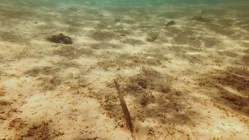 Semi-transparent Fish Sea Needle Floats on the Sandy Bottom. Stock ...