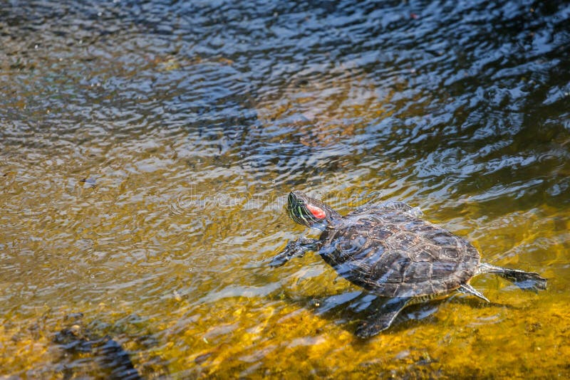 Semiaquatic turtle stock image. Image of habitat, creature - 42300523