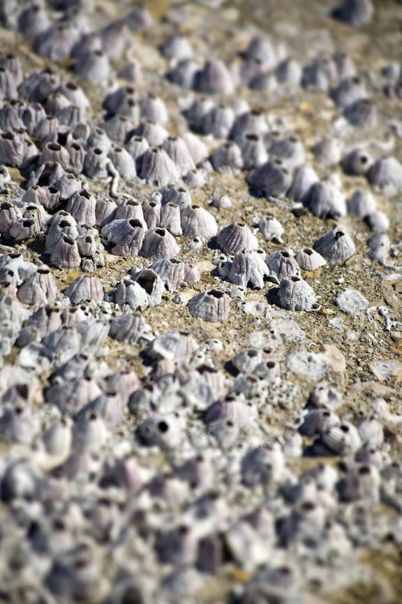 Semibalanus Balanoides stock photo. Image of semibalanus - 9743546