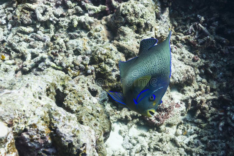 Semicircle angelfish stock image. Image of cutouts, fish - 28234397