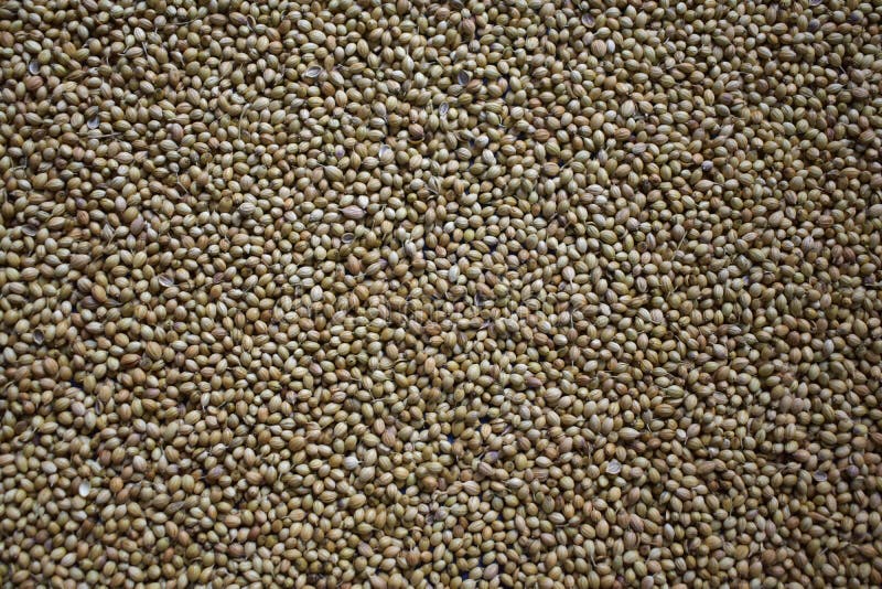 Semilla De Cilantro Seca Cruda Imagen de archivo - Imagen de cierre ...