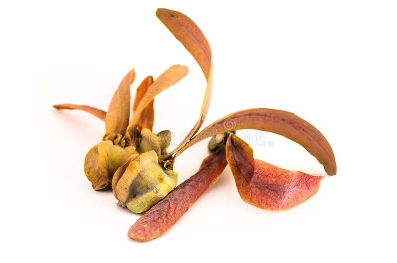 Semilla del ala imagen de archivo. Imagen de adorne, estilo - 30998973