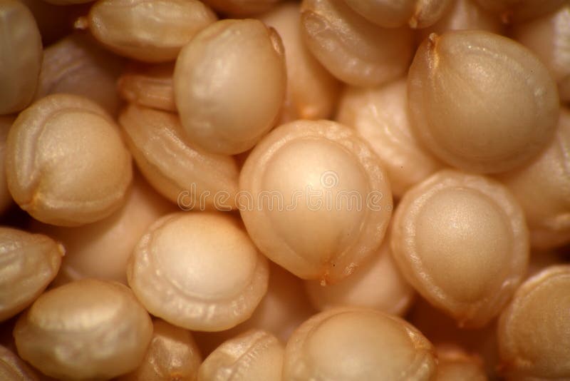 Pimienta En Microscopio Fotos de stock - Fotos libres de regalías de ...