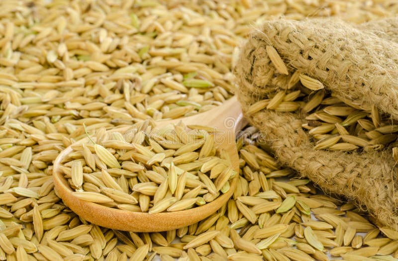 Semilla de arroz paddy foto de archivo. Imagen de grano - 35204904