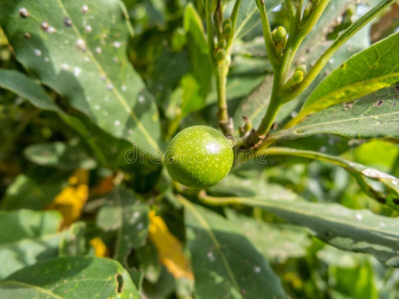 Semilla del laurel foto de archivo. Imagen de especia - 150805168
