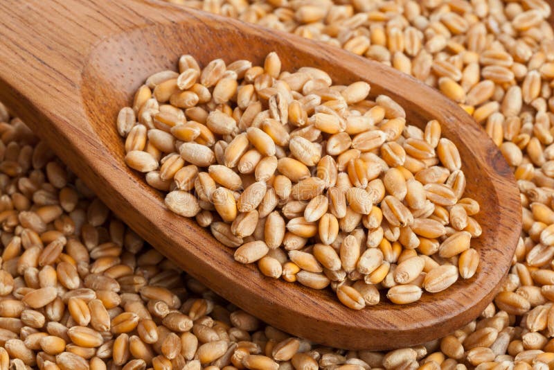 Fondo De La Semilla Del Trigo Foto de archivo - Imagen de cereal, nadie ...