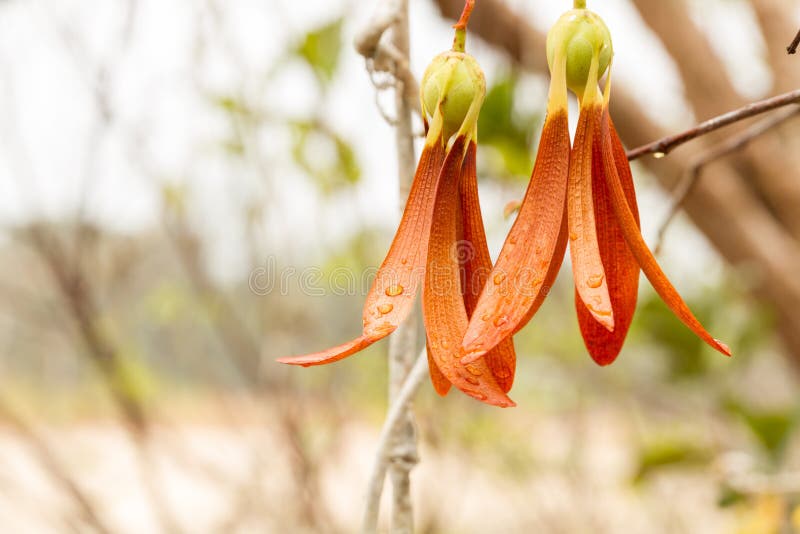 Semillas Blancas De Meranti Foto de archivo - Imagen de flora, alto ...