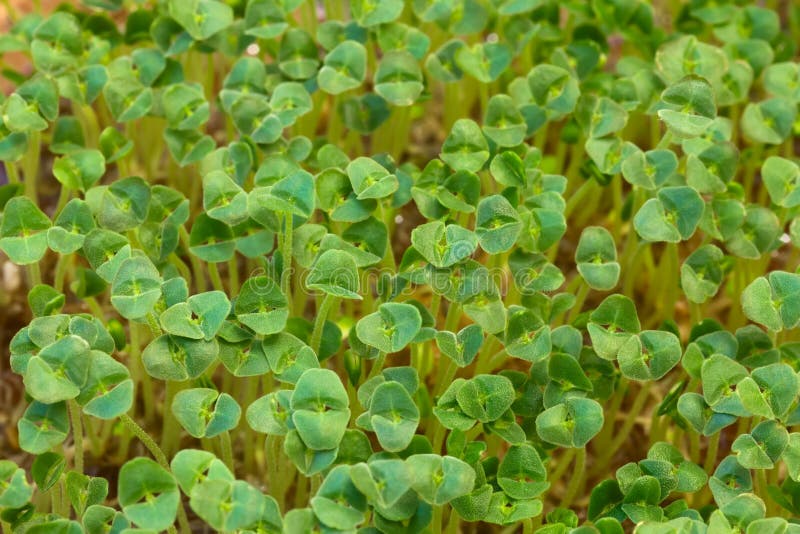 279 Planta De Semillas Del Chia Brote Fotos de stock - Fotos libres de ...