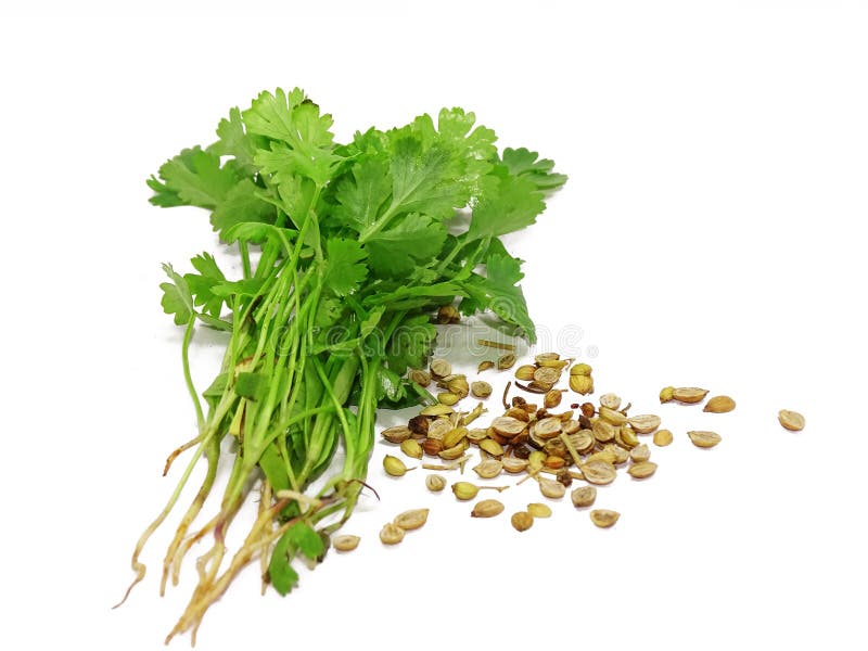 Semillas De Cilantro Aisladas En Fondo Blanco. Imagen de archivo ...