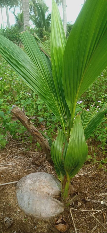 Semillas De Coco Verde Con Muchas Frutas Y Beneficios Imagen de archivo ...