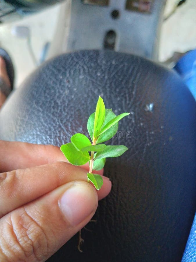 Semillas De Guayaba Que Se Pueden Plantar Foto de archivo - Imagen de ...