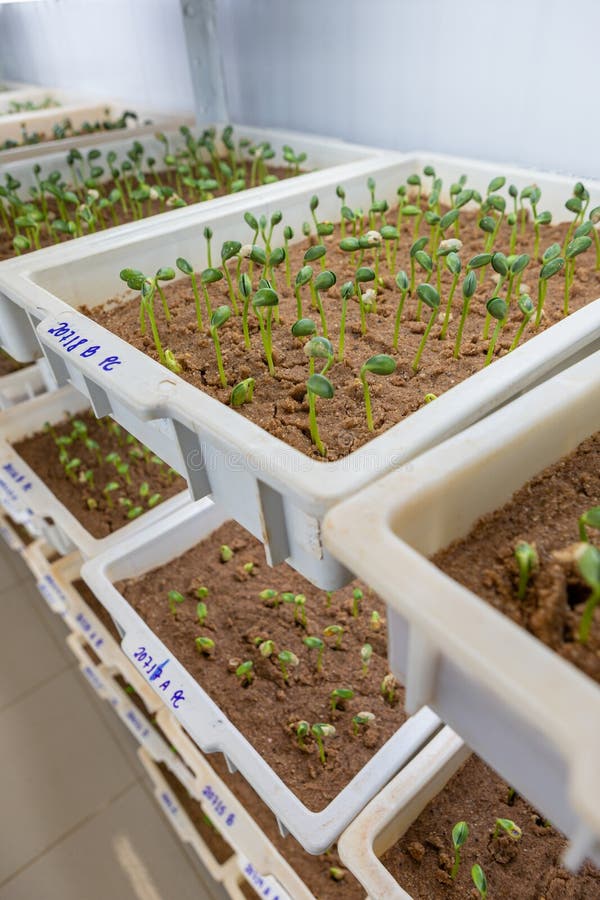 Semillas De Soja En Bandejas Dentro De Un Laboratorio Imagen de archivo ...