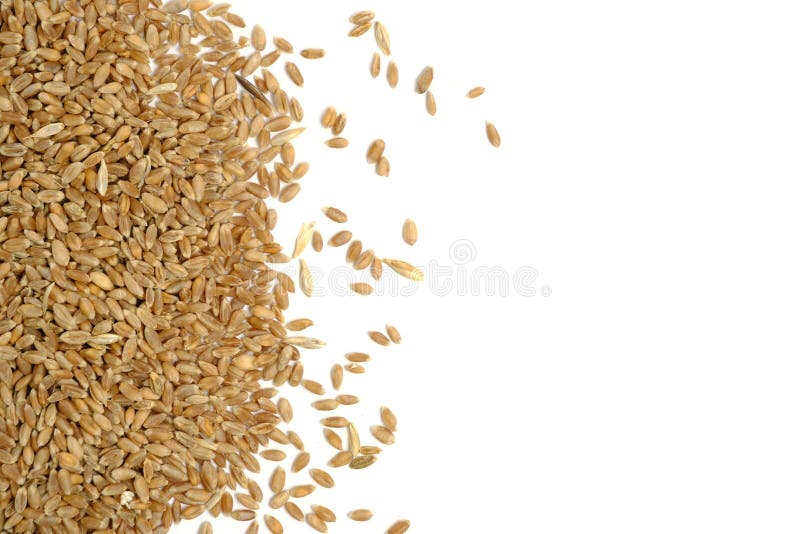 Semillas De Trigo Aislante De Fondo Blanco. Imagen de archivo - Imagen ...