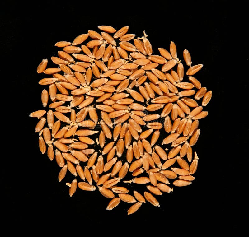 Un Granjero Holds Algunas Semillas Del Trigo En Su Mano Imagen de ...