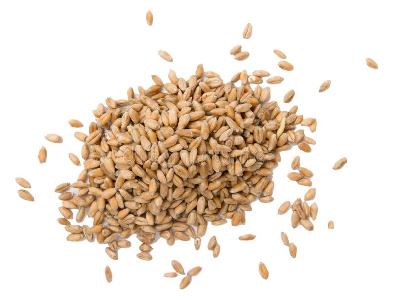 Semillas del trigo imagen de archivo. Imagen de centeno - 37450793