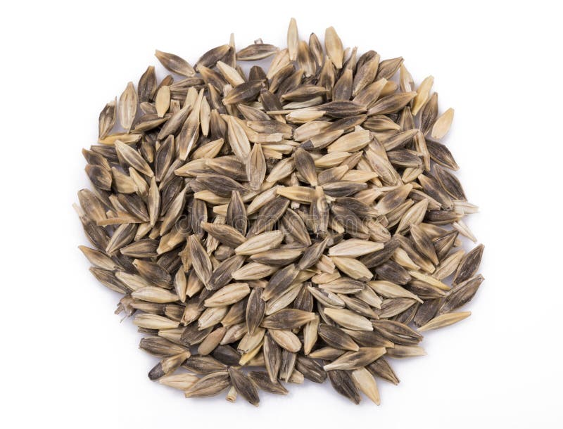 Semillas Negras De La Cebada Imagen de archivo - Imagen de animal ...