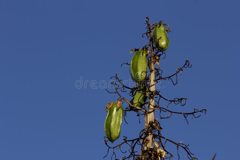 Semillas O Fruta De La Yuca Imagen de archivo - Imagen de yuca ...