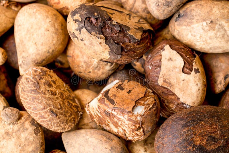 Marfil vegetal o Tagua foto de archivo. Imagen de frutas - 37850374