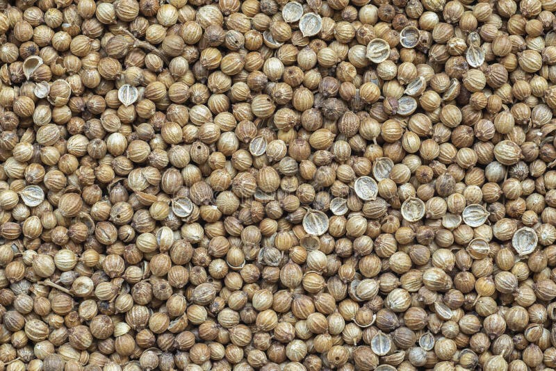 Semillas Secas De Cilantro Utilizadas Como Especias Para Cocinar Imagen ...