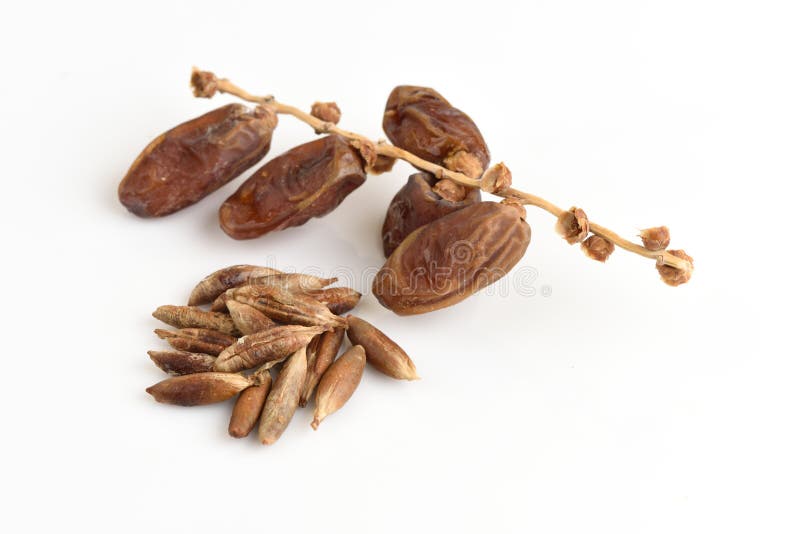 Semillas Y Palma Datilera (Phoenix Dactylifera) Imagen de archivo ...