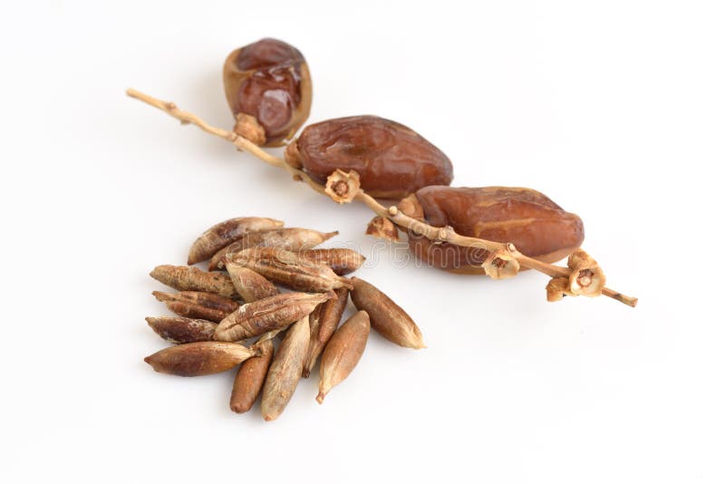 Dátil Frutos De Palma Aislados En Blanco Vista De Fondo Plana Imagen de ...
