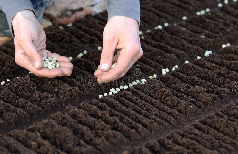 Semina Di Semi Di Verdure Nel Letto Di Semina Fotografia Stock ...