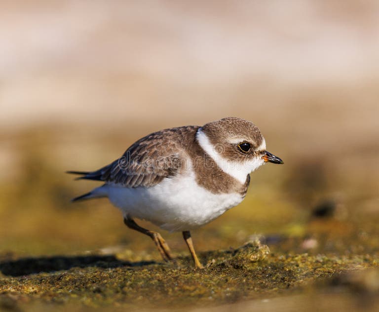 Semipalmated Plover Foraging on the Beaches Stock Photo - Image of ...
