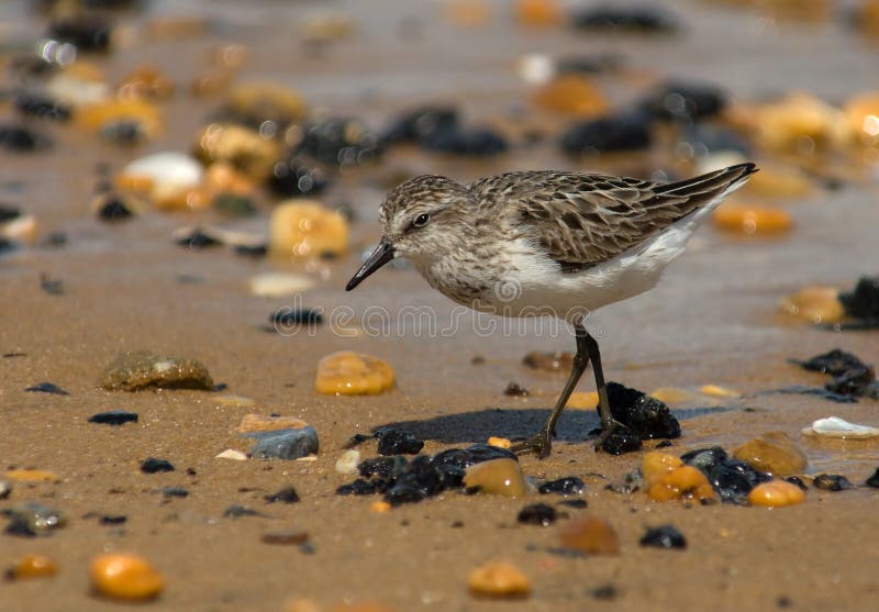 Bird head in the sand stock photo. Image of animal, head - 4815466