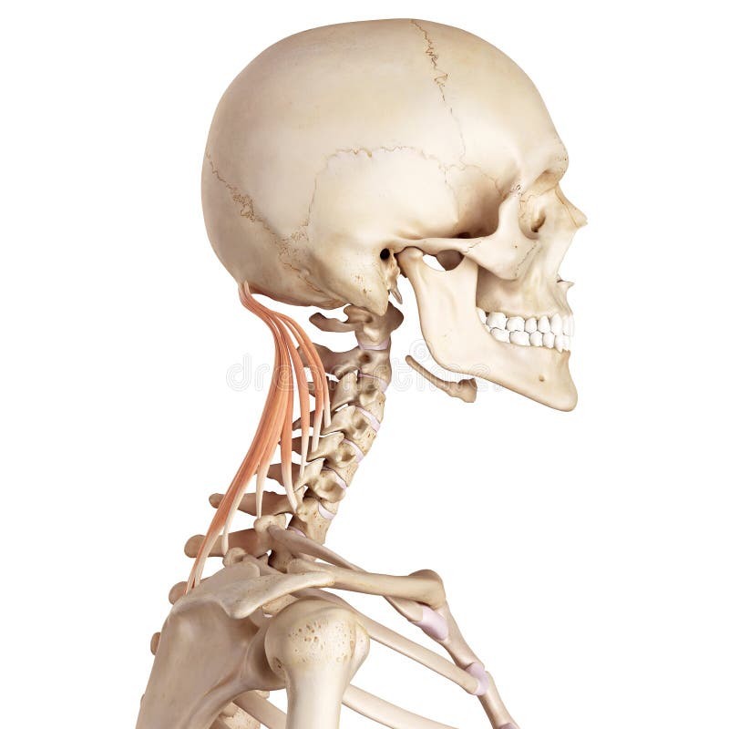 The splenius capitis stock illustration. Illustration of bone - 56287497