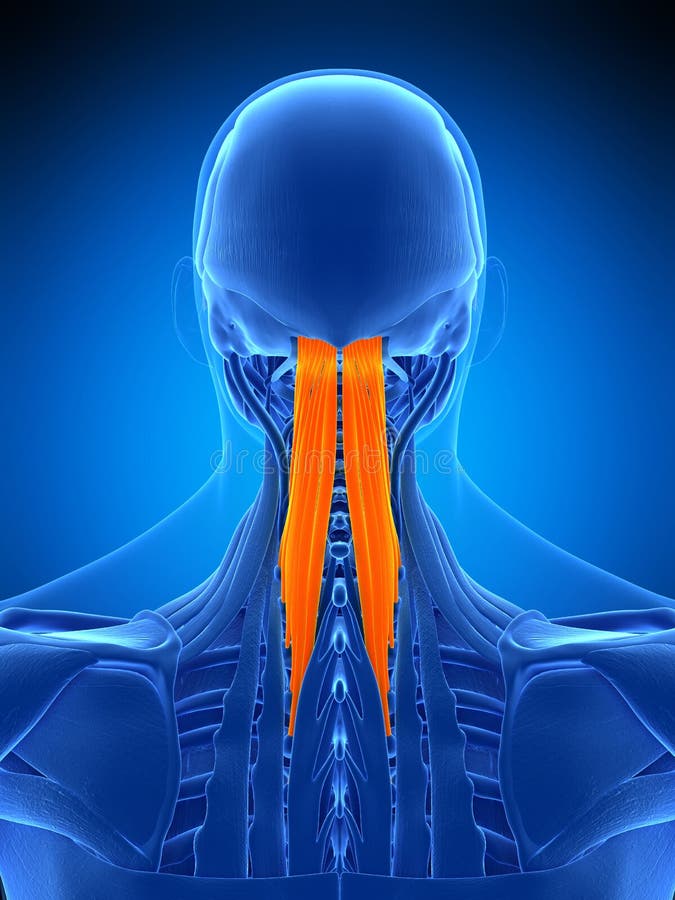 The semispinalis capitis stock illustration. Illustration of orange ...