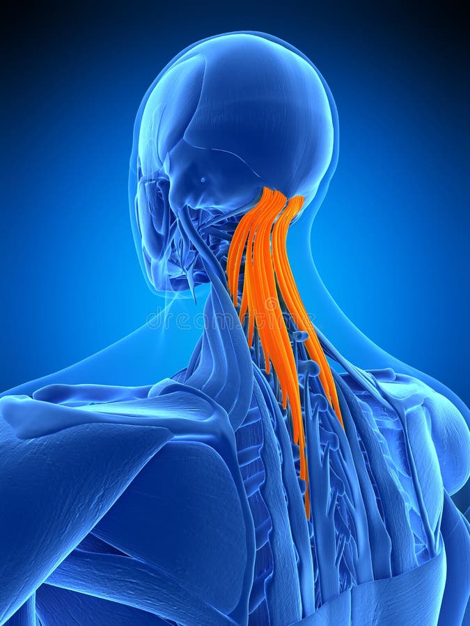 The semispinalis capitis stock illustration. Illustration of muscle ...