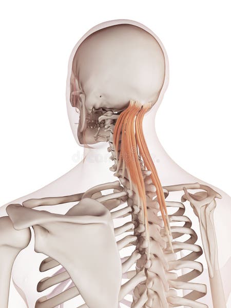 The semispinalis capitis stock illustration. Illustration of isolated ...