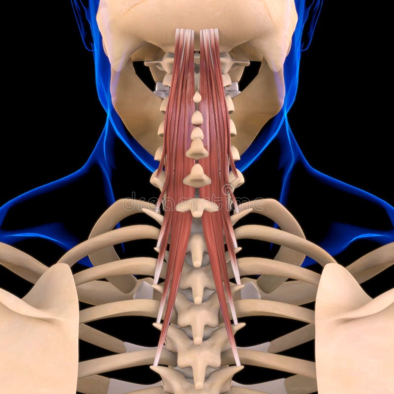 Semispinalis Capitis Muscle Anatomy for Medical Concept 3D Stock ...