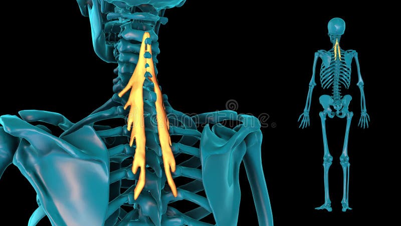 Semispinalis Cervicis - 3D Model Stock Footage - Video of brachialis ...